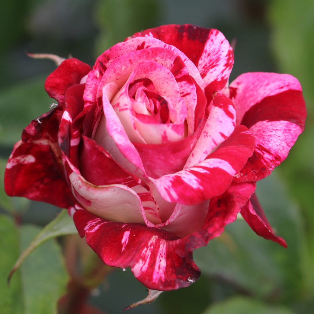 Hybrid Tea Roses Archives - Colin Gregory Roses Ltd