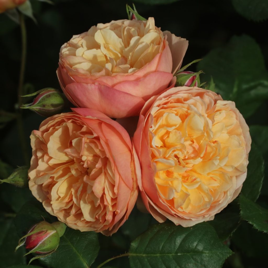 Eveline Wild UK Potted Rose - Colin Gregory Roses Ltd