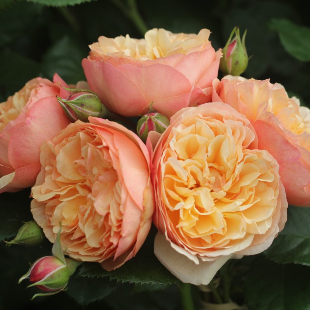 Eveline Wild UK Potted Rose - Colin Gregory Roses Ltd