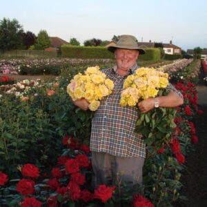 British Grown Potted Roses - Colin Gregory Roses Ltd