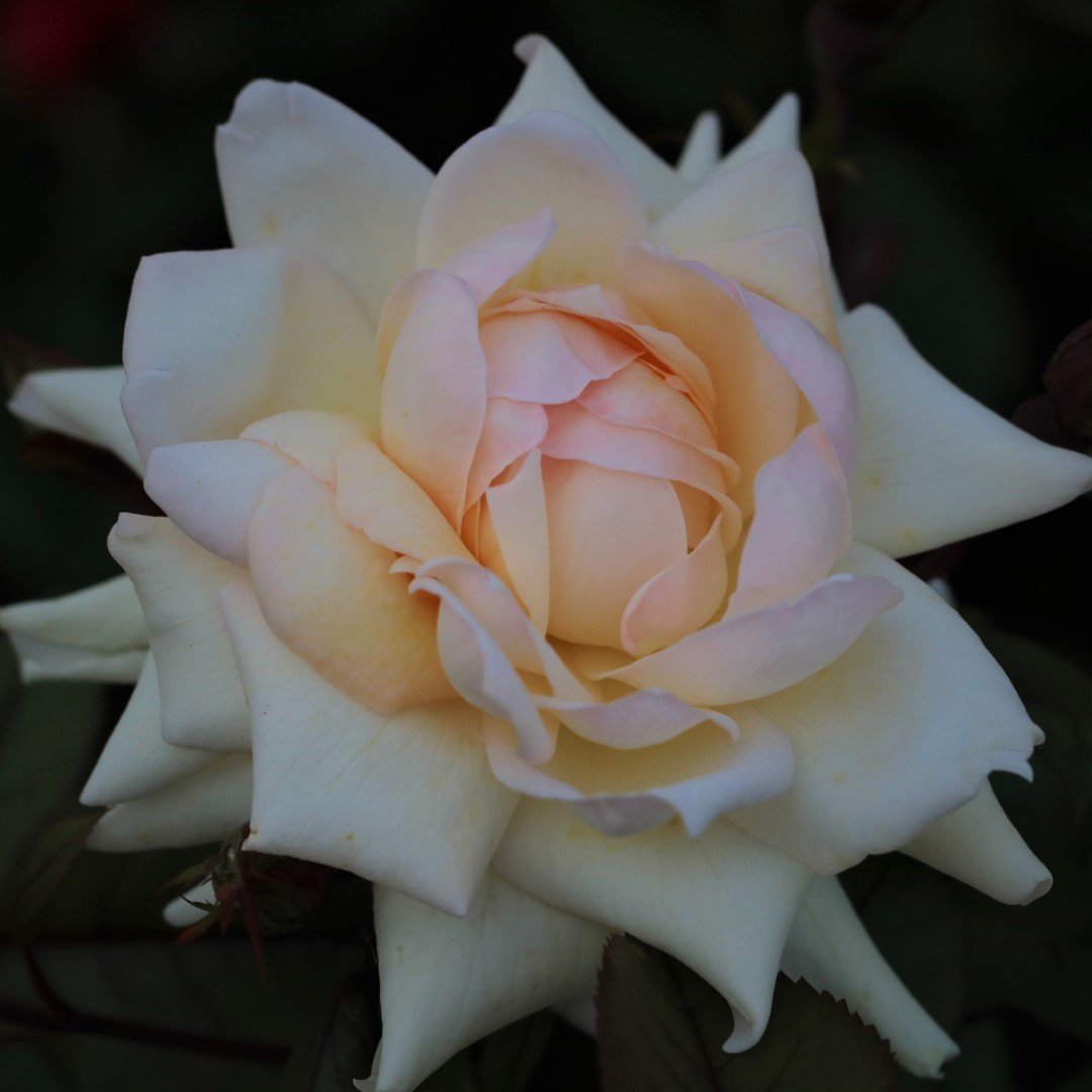 Bethany UK Potted Rose Colin Gregory Roses Ltd