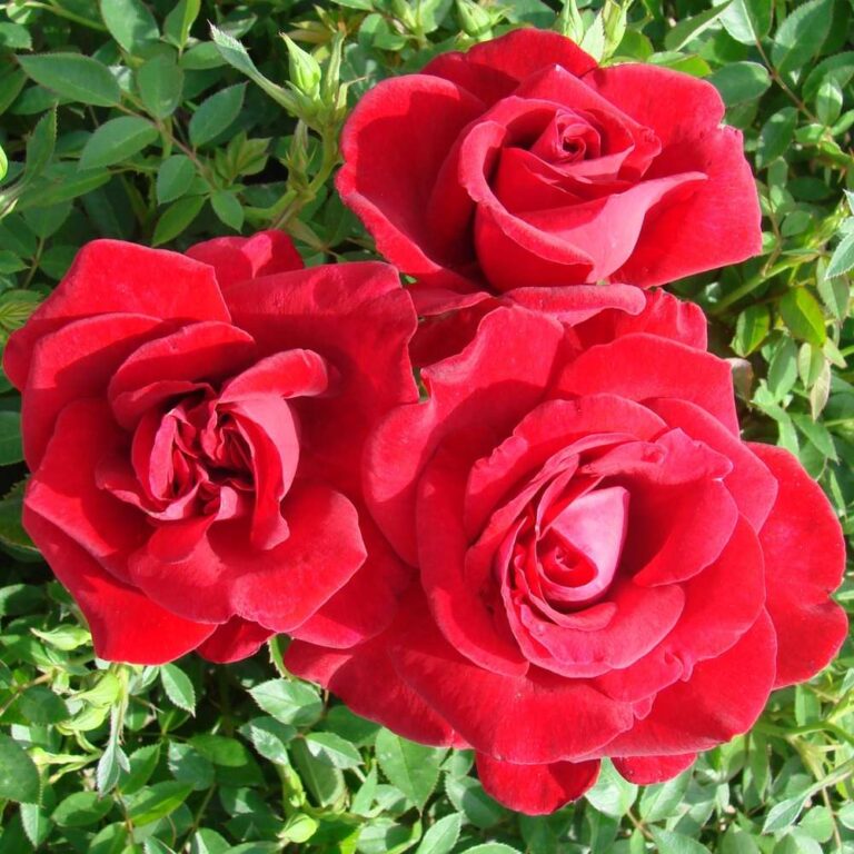 British Grown Potted Roses - Colin Gregory Roses Ltd