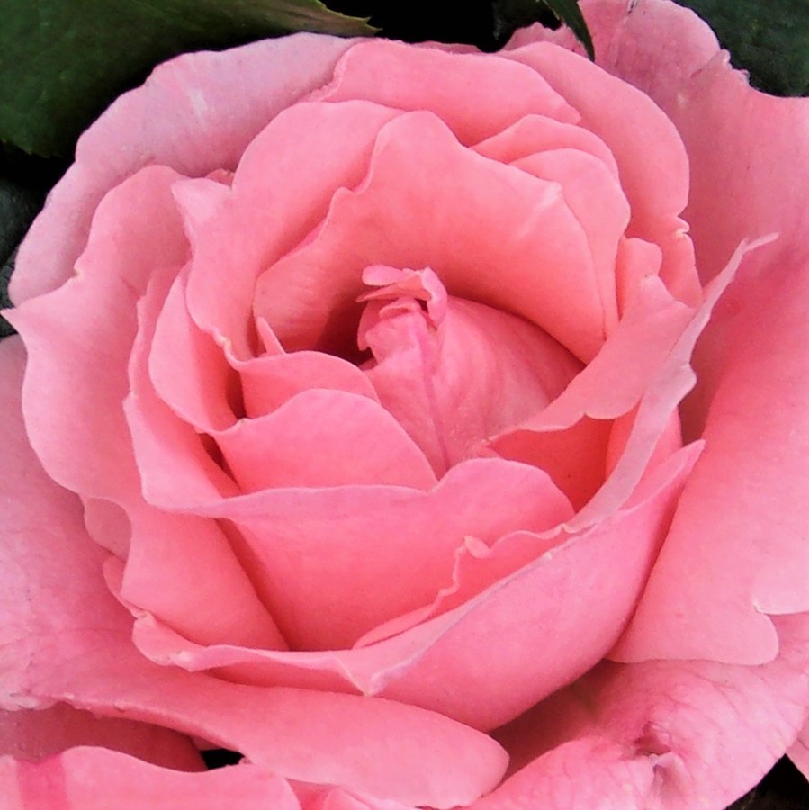 Queen Elizabeth Rose UK Potted Rose Colin Gregory Roses Ltd